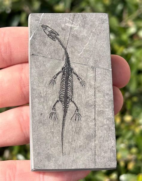 Keichousaurus Skeleton Fossil Triassic Reptile Dinosaur Bones China Etsy