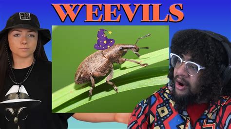 Lindsay Nikole The Wonderful World Of Wizarding Weevils Youtube