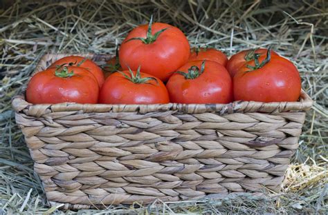 Understanding The Difference Indeterminate Vs Determinate Tomatoes Lawn World Everything