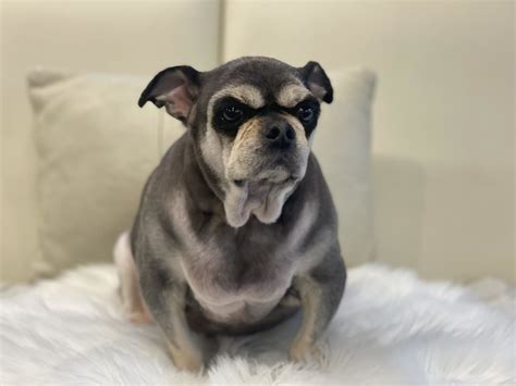 치와와믹스 쭈니 뱅갈고양이 도베르만분양 미니말티즈 스핑크스고양이분양 장모치와와 빠삐용 스핑크스고양이 브리티시숏헤어분양 강아지무료분양 유기견무료분양 유기묘입양 유기묘