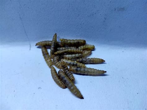 Some Dried Bsf Fly Larvae Stock Image Image Of Organism 270933015