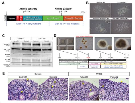 Generation And Characterization Of Ipscs And Cos Derived From Arths