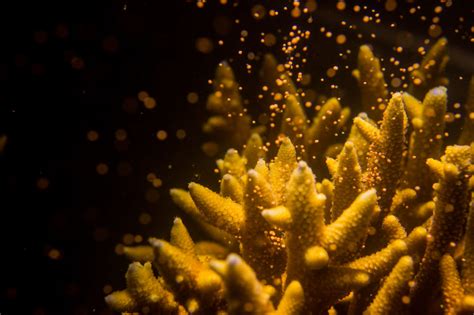 Coral Spawning What Are Odds Mirage News