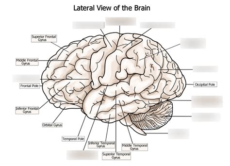 Lateral View Of Brain Diagram Quizlet