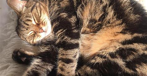 Bruce Left Me On Halloween I Am Still Not Sure I Can Go On Without Him