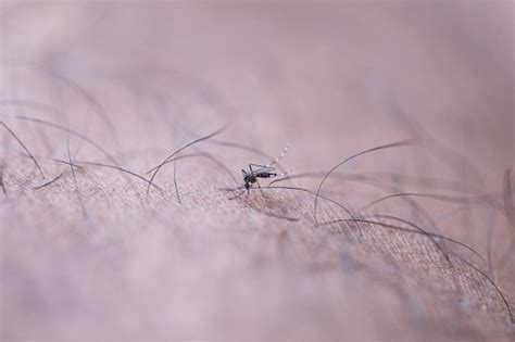 클로즈 업 애 데 아 이집트 티 인간의 피부에 일반적인 집 모기 혈액 인간을 빠는 애 들 이집트 티 가득 찬에 대한 스톡 사진 및 기타 이미지 Istock