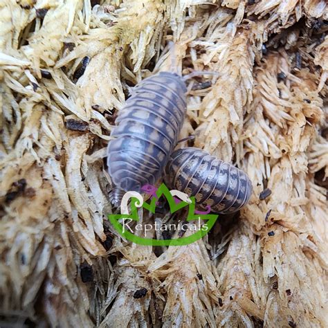 Armadillidium Nasatum Wild Type Isopods Reptanicals