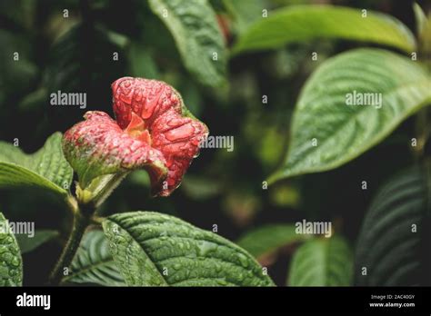 Psychotria Elata