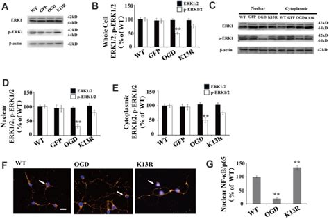 Pten Nuclear Translocation Is An Essential Step In The Modulation Of Download Scientific