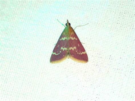 Raspberry Pyrausta Moth From Hockessin De Usa On August 2 2023 At 09 19 Pm By Joe Sebastiani
