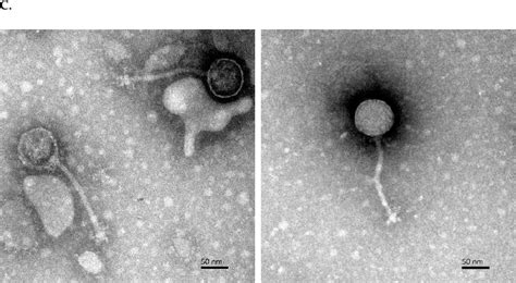 Figure 2 From The Broad Host Range Phage Vb Cpes Bg3p Is Able To