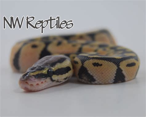 Northwest Reptiles Pastel Ball Python Description And Photos Ball