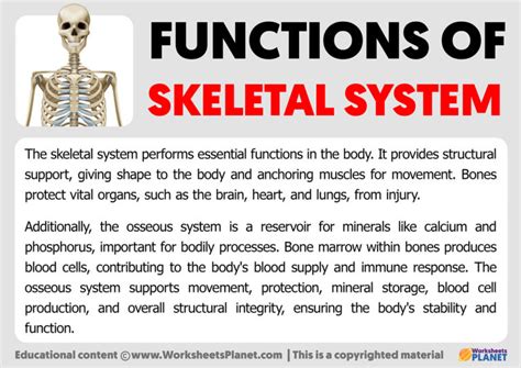 fucntions of skeletal system