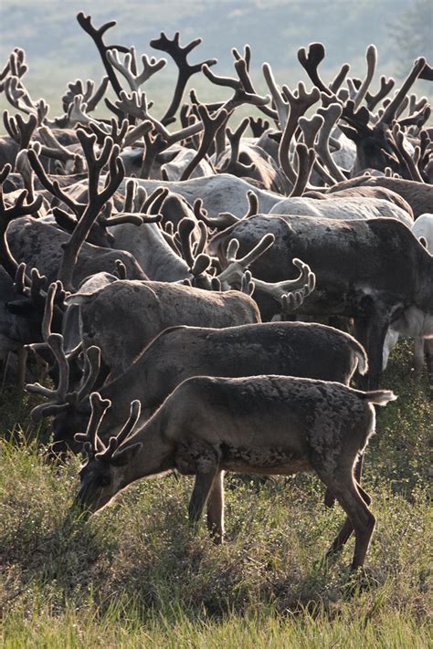 Blin Patrick Bois Et Velours