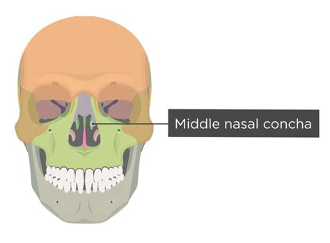 Superior Nasal Conchae Frontal View Diagram Quizlet 53 Off