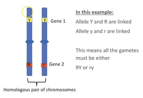 UNIT Inheritance Flashcards Quizlet