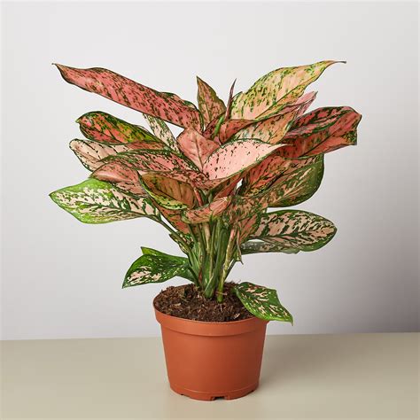 Chinese Evergreen Care Guide Rootgrowings