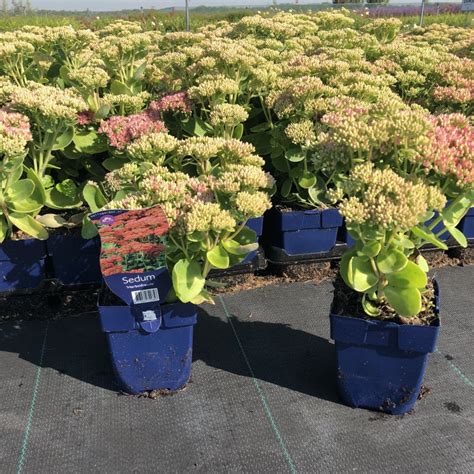 Sedum ‘herbstfreude Hello Garden