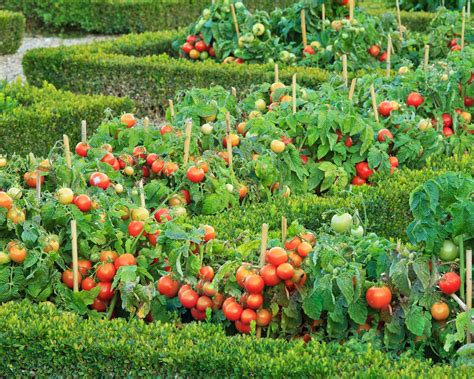 Best Determinate Tomatoes Compact Varieties With Big Yields