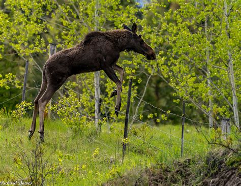 Dsc03621 Spike Bull Moose Stretching Richard Dawes Flickr