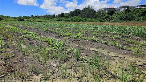Christ Church Farmers Lose Big In Severe Weather Barbados Today