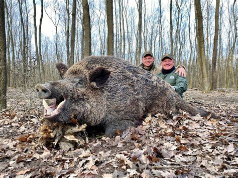 Wild Boar Tusker Wild Instinct Hungary