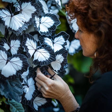 The Haunting Allure Of The Moonlight Butterfly Begonia A Botanist S
