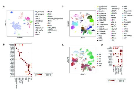 fig s5 a umap plot showing cell type annotations for 7 pcw thymus