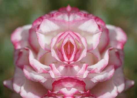 Symmetrical Love Stock Photo Image Of Erotic Imitating 262804612