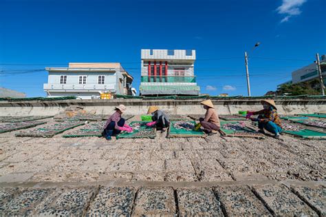 Phuoc Tinh 해변의 어촌 마을에서 노동자들이 생선을 말리고 있다 랙에서 건조하는 전통적인 말린 크로커 물고기 라이프 스타일 개념입니다 스톡 사진 0명에 대한 스톡