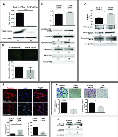 Effects Of Txnip Silencing On Cellular Ros Levels Proliferation