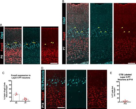 Figures And Data In Foxp2 Exhibits Projection Neuron Class Specific