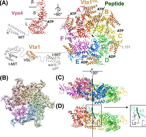 Figures And Data In Structural Basis Of Protein Translocation By The
