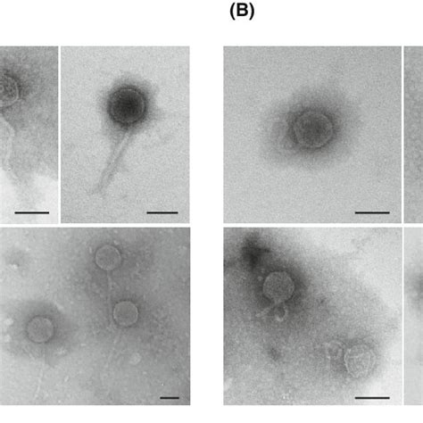 Transmission Electron Micrographs Of Phages Purified From A Pool Of 10 Download Scientific