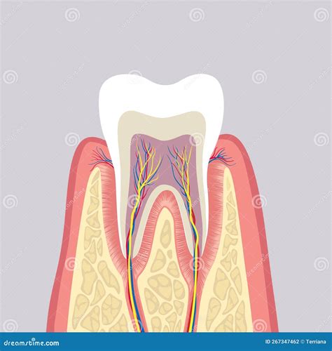 Tooth Structure Anatomy Of Teeth Stock Illustration Illustration Of Dentist Biology 267347462