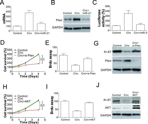 Pten Is The Target Of Mir 21 Upon Circepb41l2 Overexpression A B