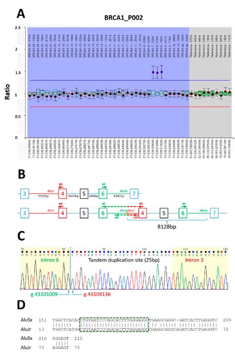 Brca1 Exons 4 6 Duplication And Breakpoint Identification A