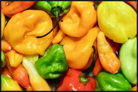 빨간 색 주황색 등 색깔별 파프리카 효능 총정리 해봤어요 네이버 블로그