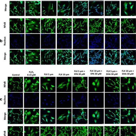 Immunofluorescence Localization Of Nuclear Factor Nf κb P 65 Nf κb P65