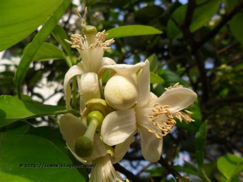 Batabi Lebu Ful বাতাবী লেবু ফুল Citrus Maxima