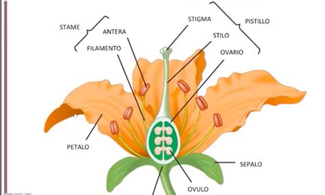 Unmondodiamici Le Angiosperme 1 Parte