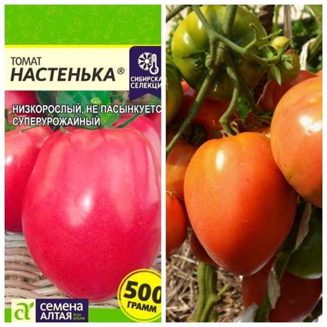 Томат «Настенька»: характеристика сорта, урожайность и вкусовые ...