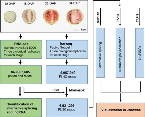 Figure 1 From Comprehensive Profiling Of Alternative Splicing And Alternative Polyadenylation