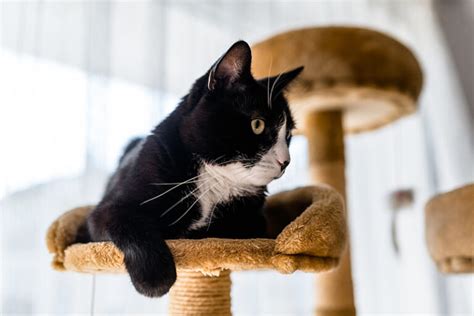 Earlier Than Usual Neutering Can Ease Sexual Aggression In Male Cats