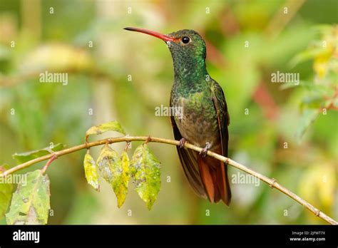 Rufous Tailed Hummingbird Amazilia Tzacatl Medium Sized Hummingbird