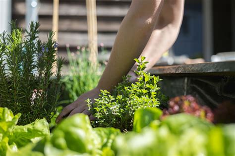 도시 원예 자신의 정원에서 유익한 토양에 신선한 야채와 허브를 심기 침대를 제기 건강한 생활방식에 대한 스톡 사진 및 기타