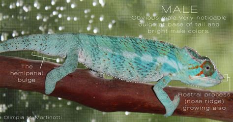 Male Or Female How To Sex Baby Panther Chameleons Much Ado About Chameleons