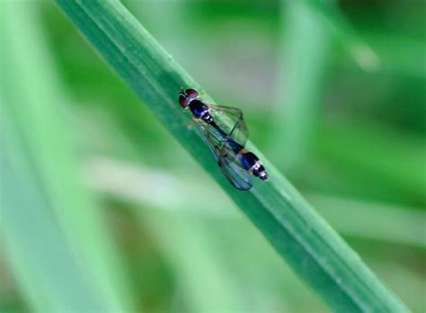 Gossamer Hoverfly Rob Tomlinson
