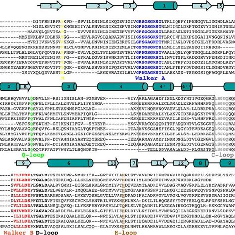 Sequence Alignment Of Selected Abc Transporter Nbds Of Known Structure