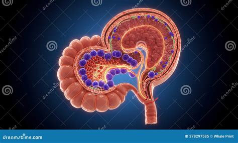 Nephron Structure Diagram Medical Science Cartoon Vector 305651667